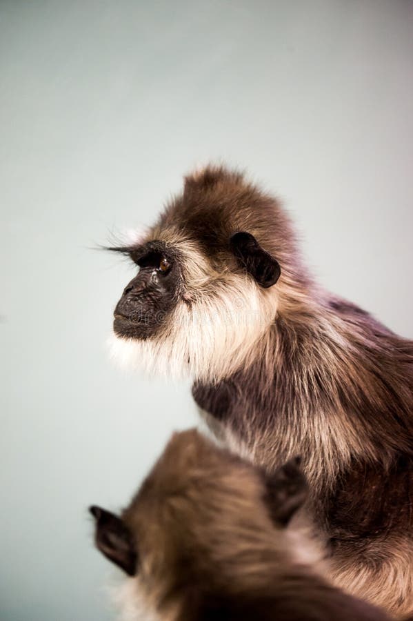 Monkey Explaining Stock Photos - Free & Royalty-Free Stock Photos from ...