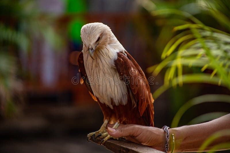 Proud and trained eagle stock photo. Image of proud - 138674130