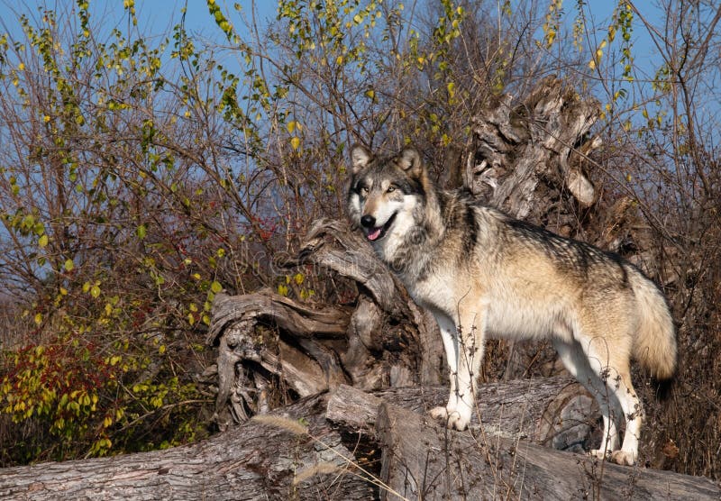 Proud Wolf stock photo. Image of halloween, climb, stump - 12045460
