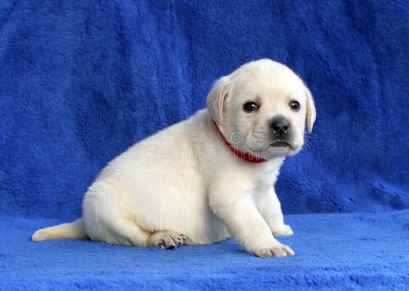 Proud Labrador Retriever stock photo. Image of young - 12970588