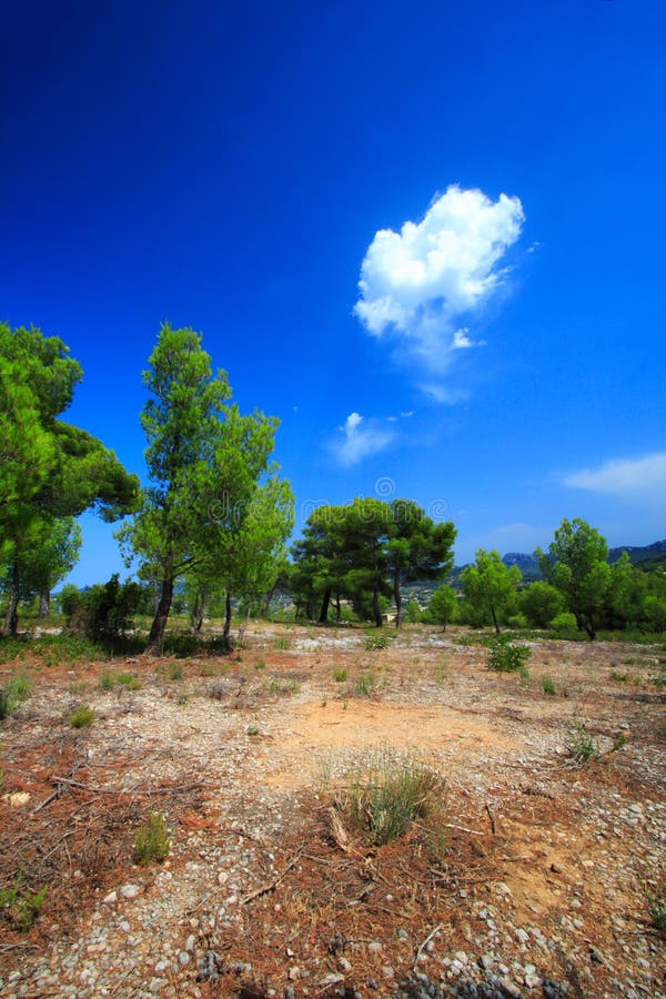 Provencal landscape stock image. Image of provence, pine - 3542967