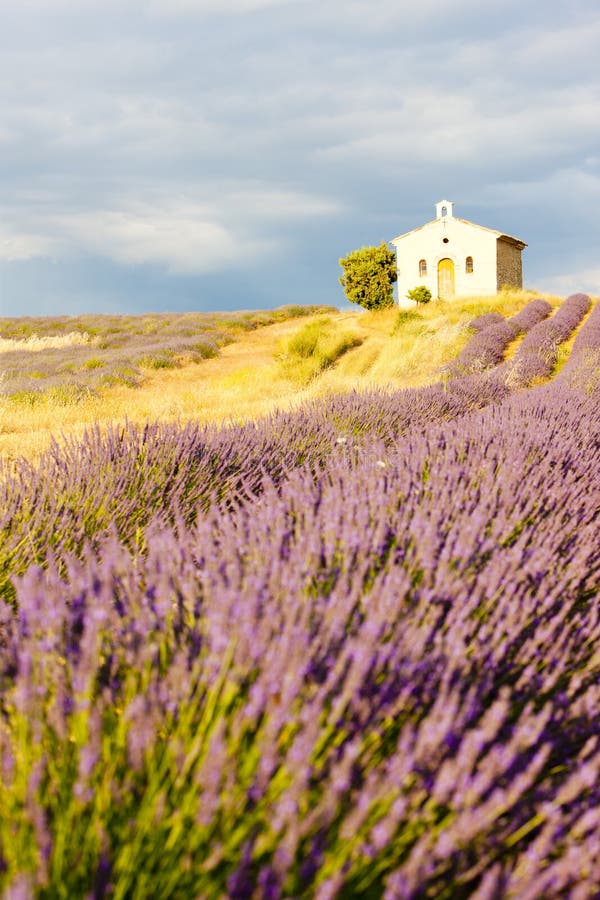 Provence stock photo. Image of lavender, architecture - 14687726