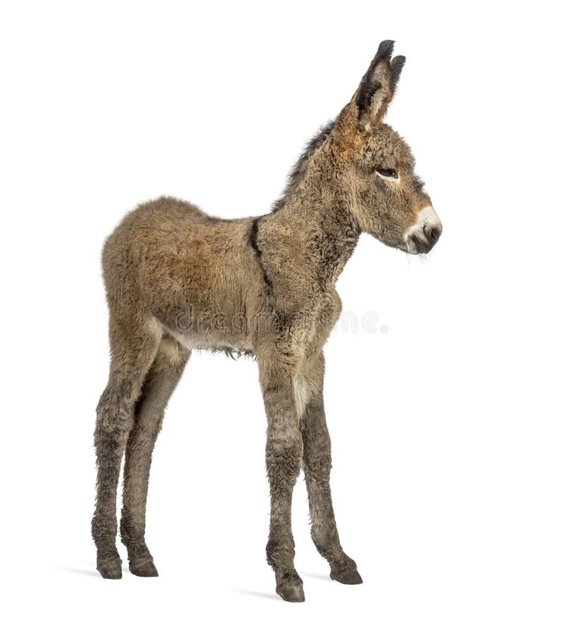 Provence Donkey Foal Isolated on White Stock Image - Image of isolated ...