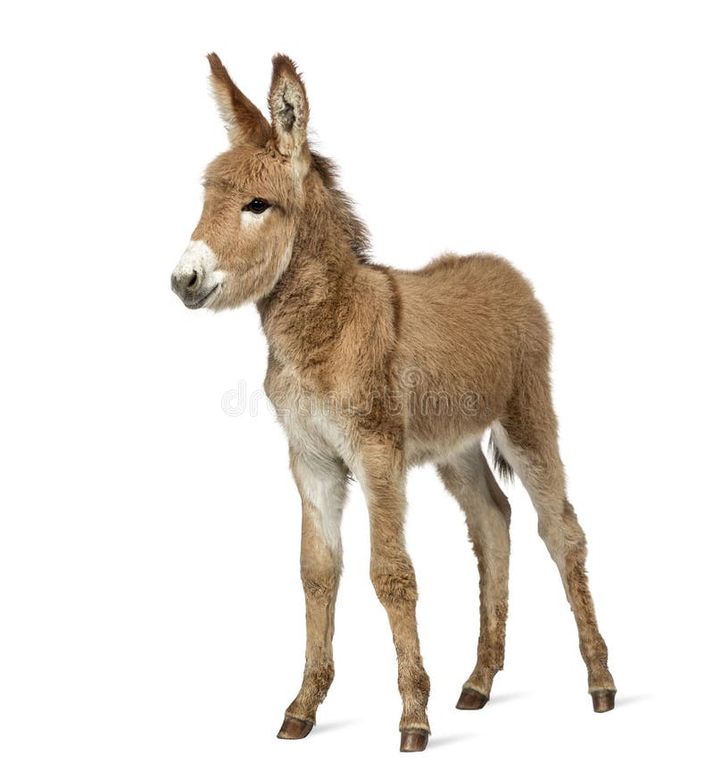 Provence Donkey Foal Isolated on White Stock Photo - Image of looking ...