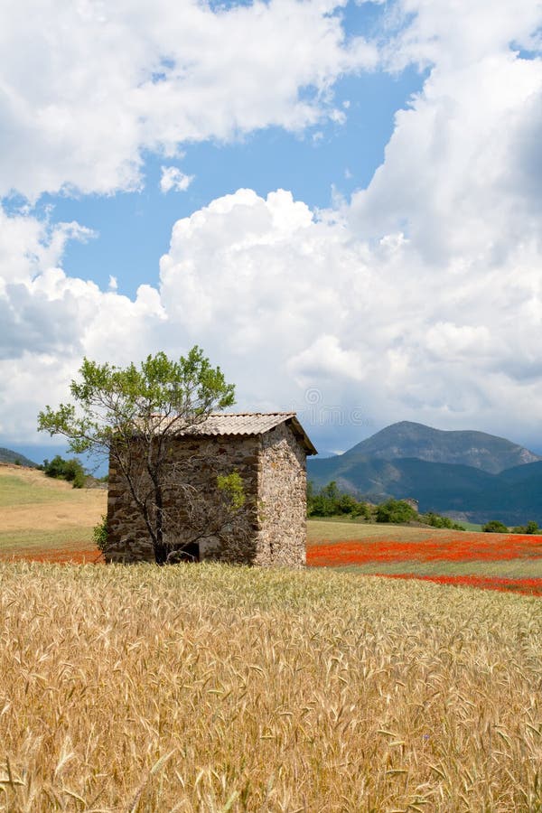 Provence - France stock photo. Image of harvest, grass - 16673528