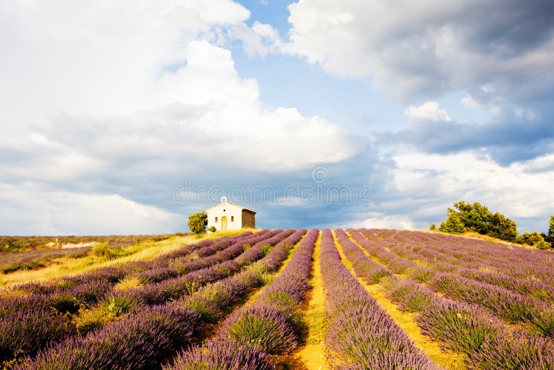Path with Lavender in Provence. Stock Image - Image of beauty, stone ...