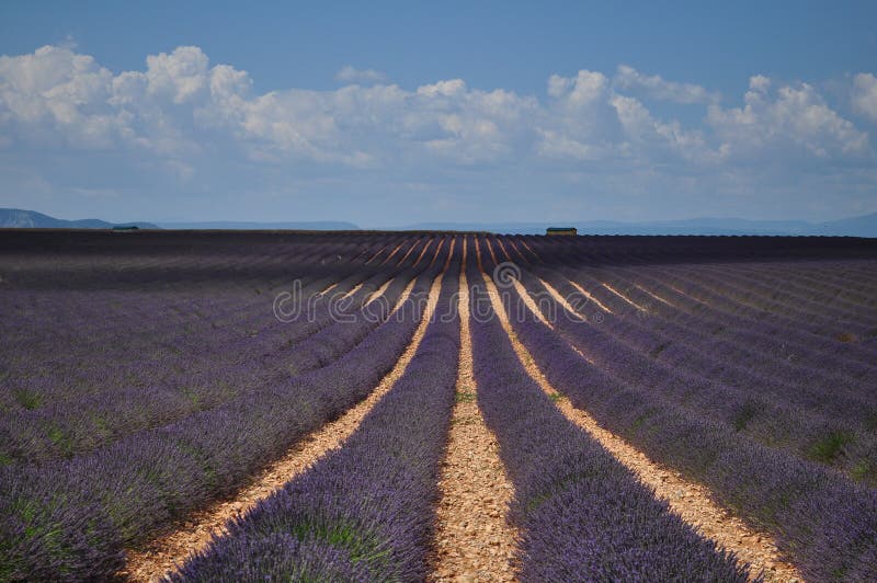 Provence lavender stock image. Image of france, lavandula - 32568765