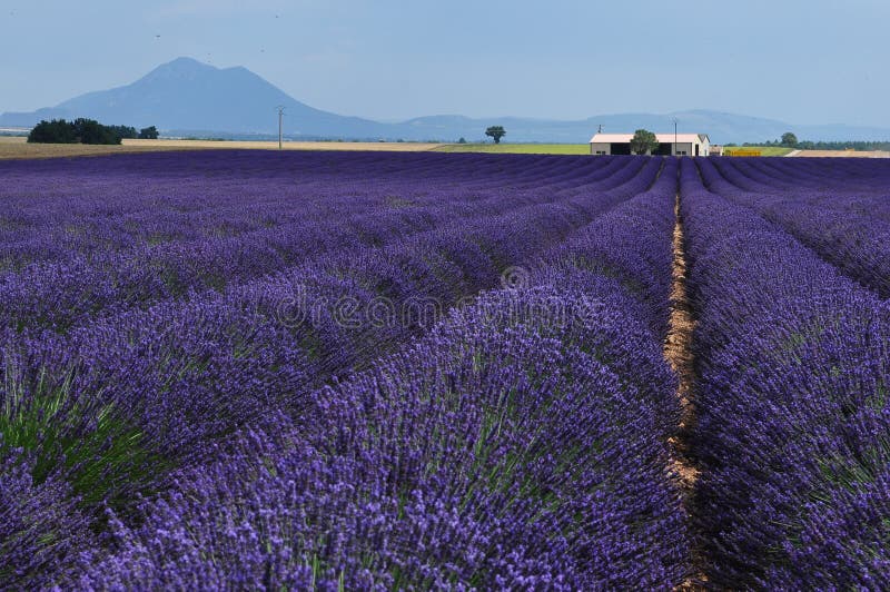 Provence lavender stock photo. Image of prairie, agriculture - 32569042