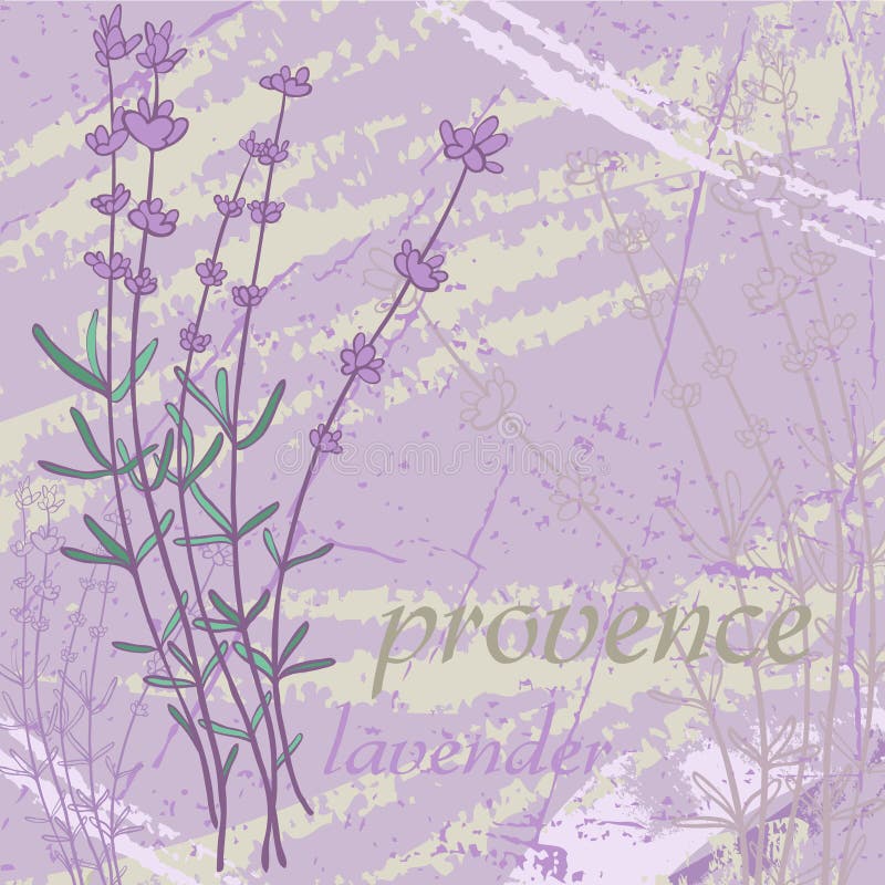 Provence. Lavender. stock vector. Illustration of herbs - 36233570