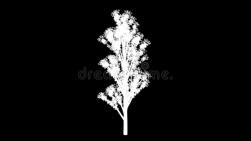 Growing Tree Animation and Alpha Animation for Desinger. Stock Video ...
