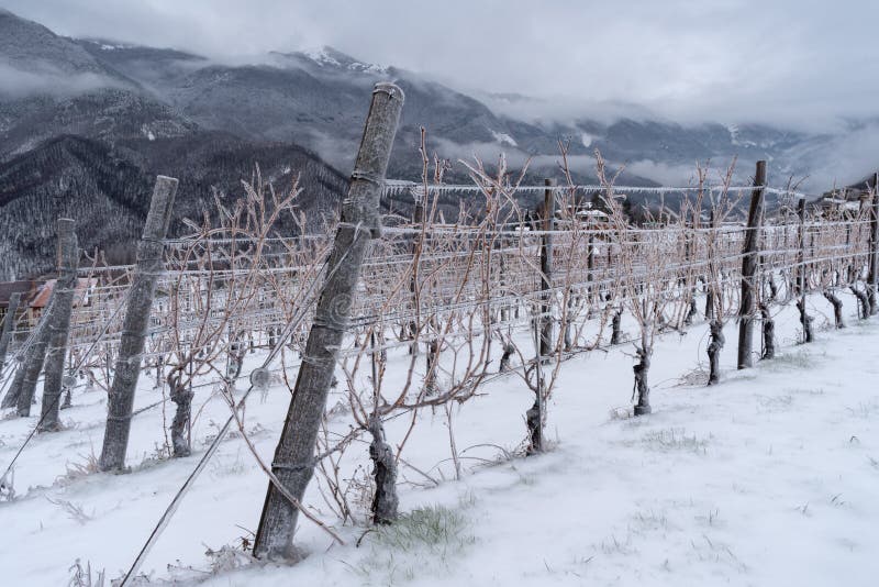 Vineyard in winter stock photo. Image of landscape, grape - 122291370