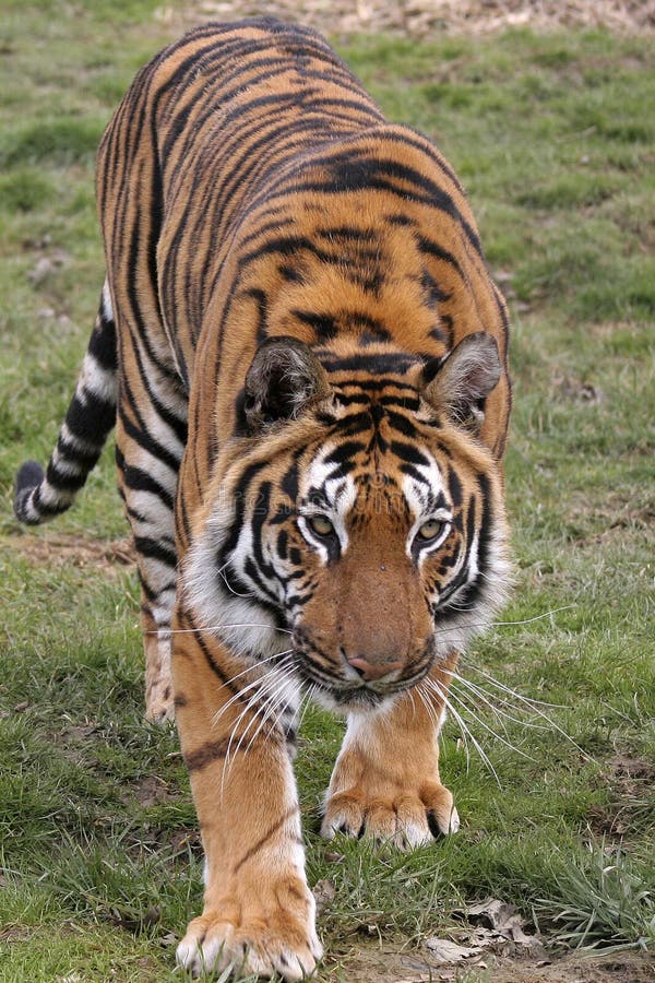 Tiger stock photo. Image of mammal, animals, phoenix, tiger - 2829222