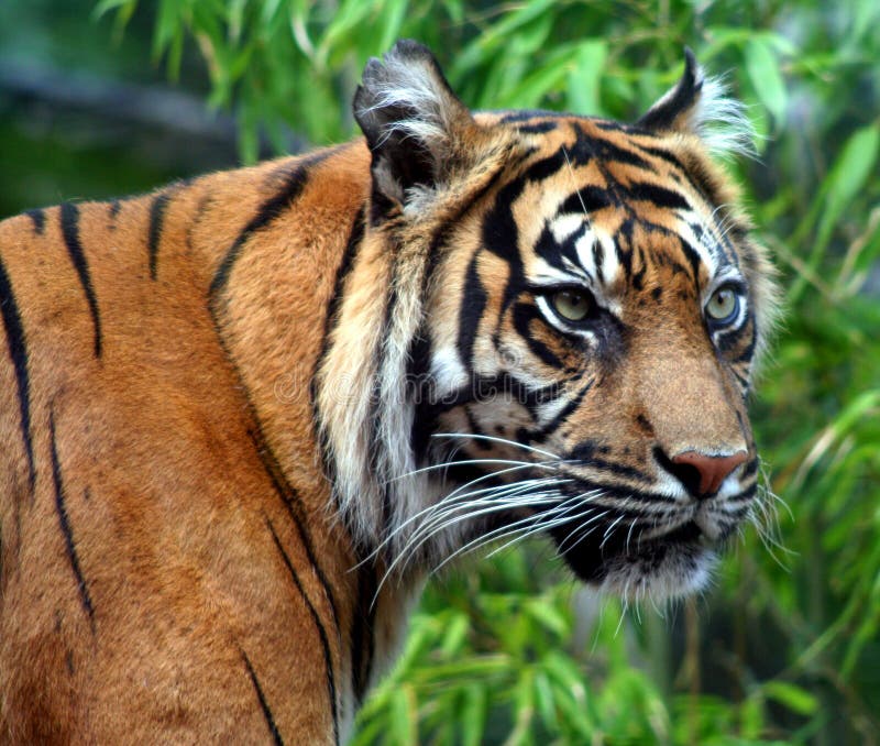 On the Prowl stock image. Image of predator, endangered - 225583