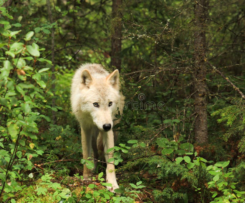 On the prowl stock photo. Image of brown, canis, lupus - 43379086