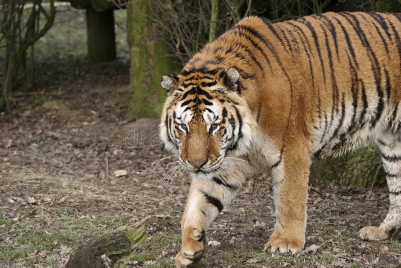 Prowling stock photo. Image of black, africa, cats, captivity - 2015488