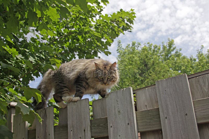 Cat prowling on fence stock photo. Image of pets, large - 71774792
