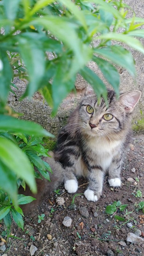 A prowling cat stock image. Image of hiding, marble - 223473369