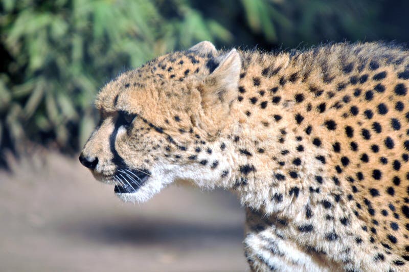 Cheetah stock photo. Image of mammal, resting, animal - 8229322