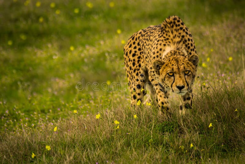 Prowling Cheetah stock photo. Image of hunting, prowling - 43883078
