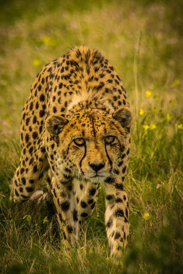 Prowling Cheetah stock image. Image of field, flowers - 43883097