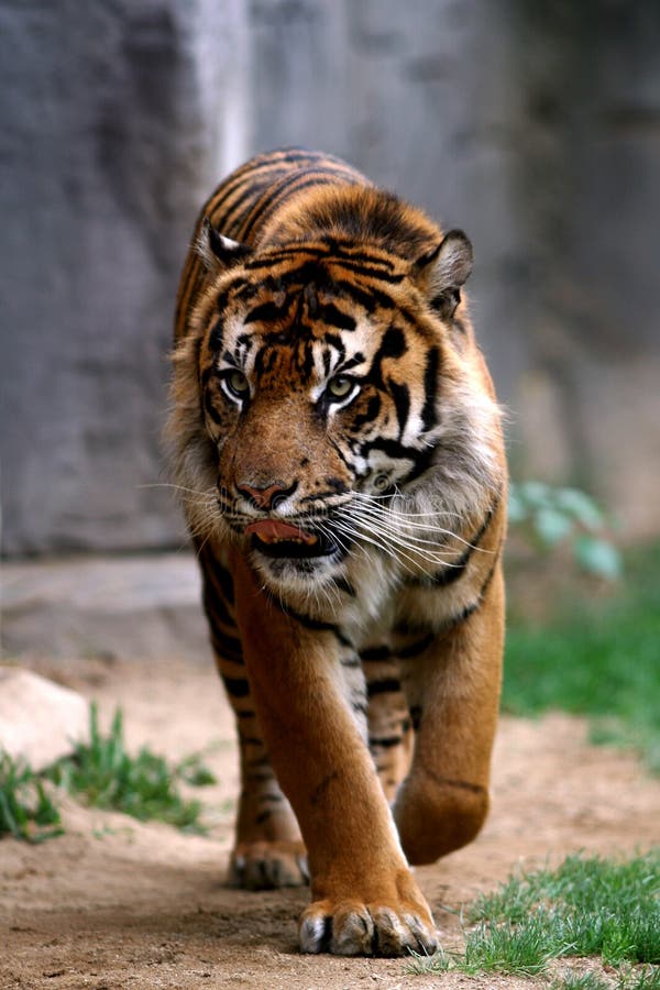 Prowling Tiger stock photo. Image of tiger, sharp, preditor - 2321474