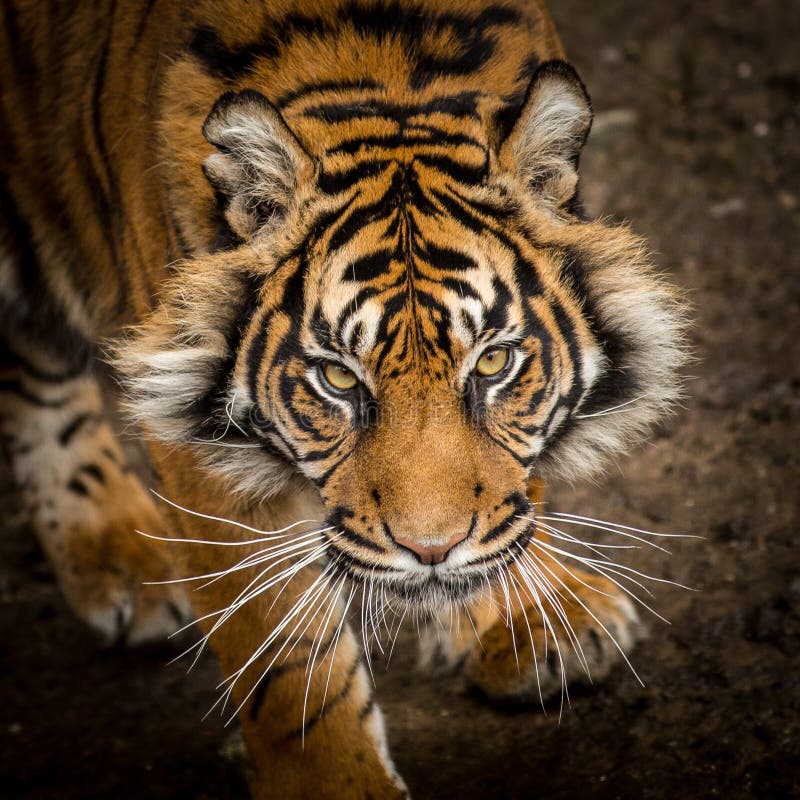 Prowling tiger stock photo. Image of wild, wildlife, tigress - 49176258