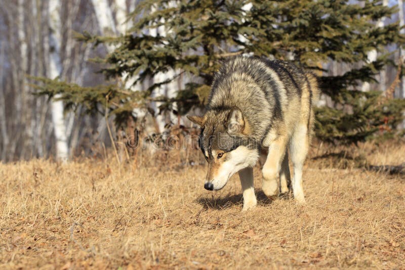 Timber Wolf stock image. Image of warm, creatures, legged - 51088593