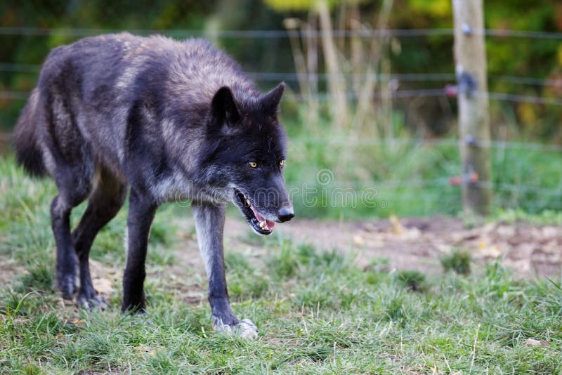Prowling Wolf stock image. Image of hungry, lone, canis - 22539963