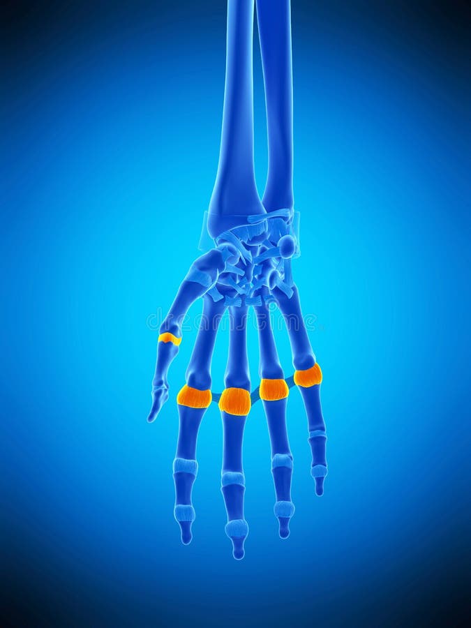 The Proximal Joint Capsules Stock Illustration - Illustration of wrist ...