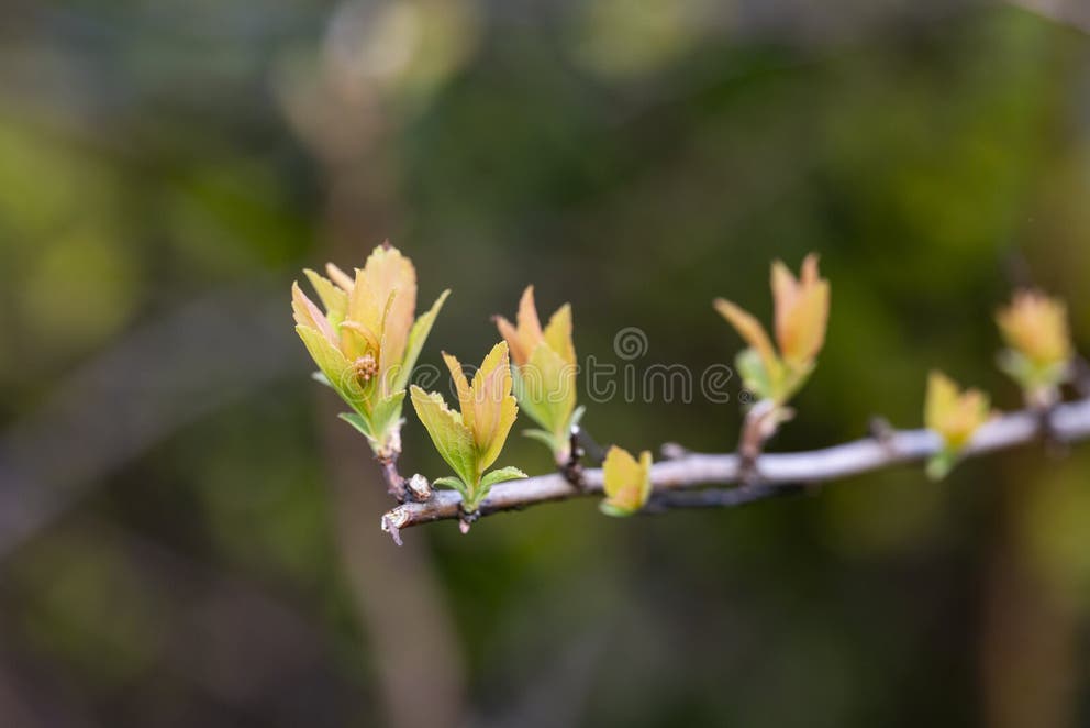 Prspring Background Thin Spring Twigs with Young Fresh Tree Buds Stock ...
