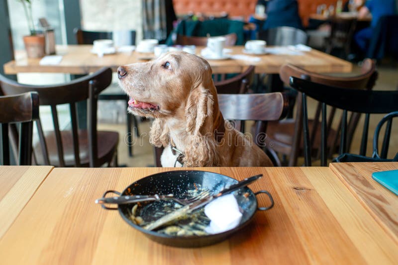 Prtrait of Lovely Cocker Spaniel Dog Sitting in Caffe after Having ...