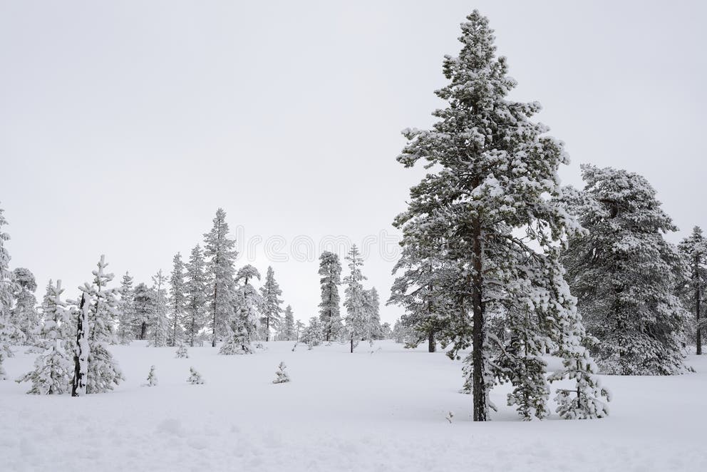 Pruce Tree Forest Covered by Snow Stock Photo - Image of extreme ...