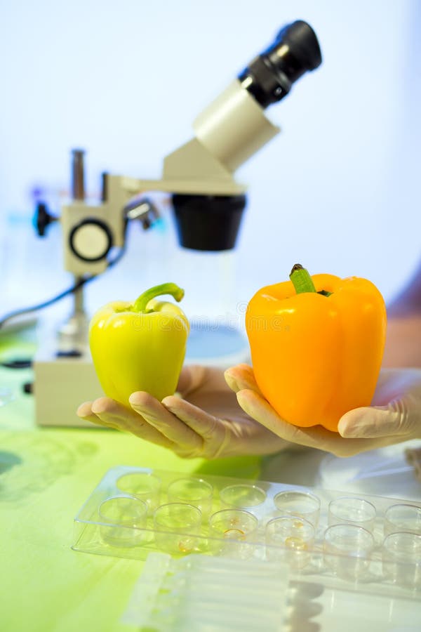 Prueba De La Comida En El Laboratorio Comida De La OGM Foto de archivo ...