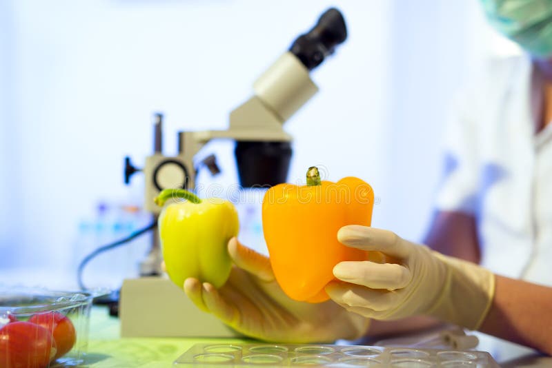Prueba De La Comida En El Laboratorio Comida De La OGM Imagen de ...