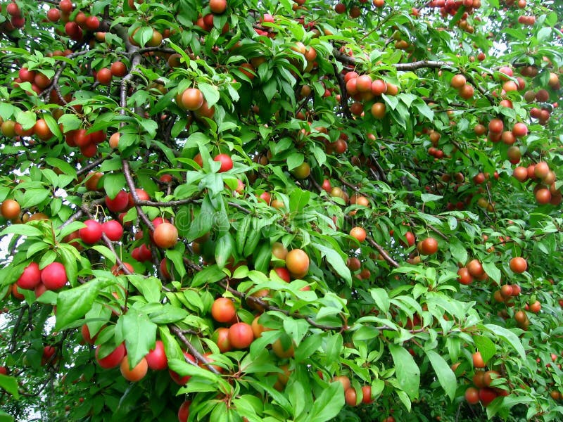 Prugna di ciliegia immagine stock. Immagine di filiale - 1996313