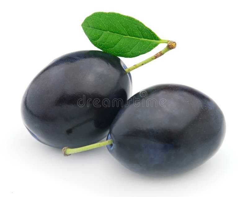 Prugna fresca immagine stock. Immagine di verde, foglio - 16349983