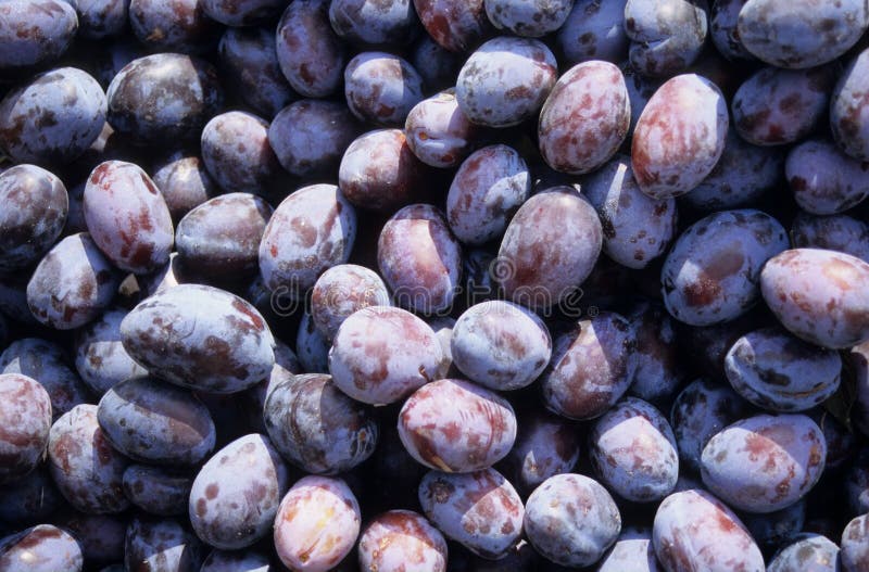 Prugne fotografia stock. Immagine di prugna, pietra, alimento - 2968166