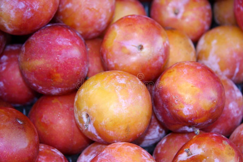 Prugne fotografia stock. Immagine di nutrizione, fresco - 6841512