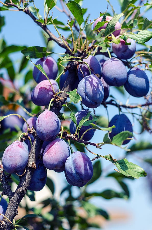 Prugne Di Susina Selvatica (insititia Del Prunus) Fotografia Stock ...