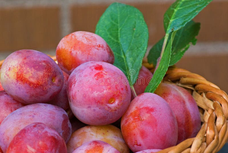 Pruim stock afbeelding. Image of organisch, voedsel, oogst - 21499781