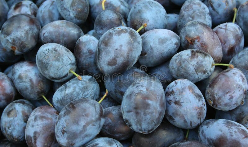 De Rode Die Pruimen Van De Mirabelkers - Prunus-domesticasyriaca Door ...