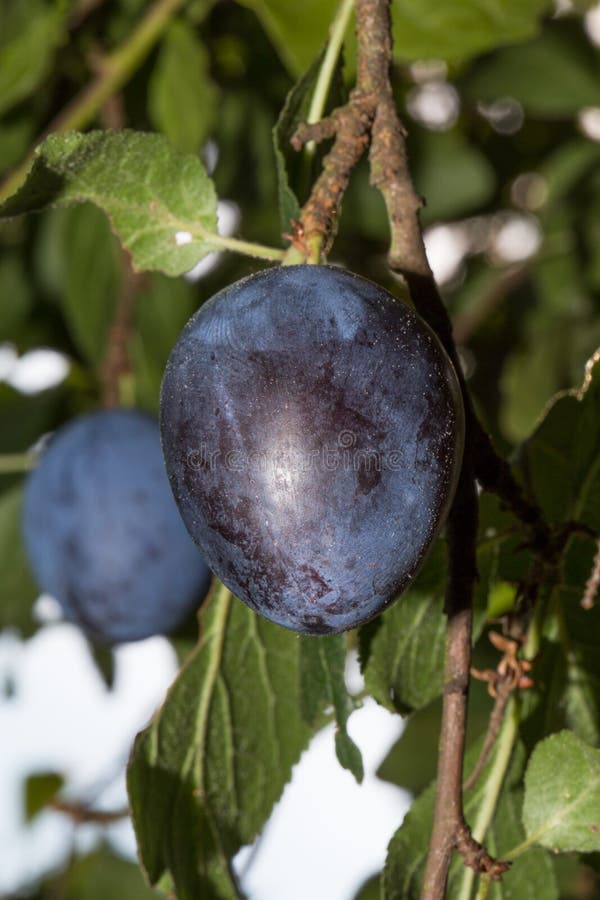 Pruim 1 stock afbeelding. Image of blauw, licht, boom - 37166247