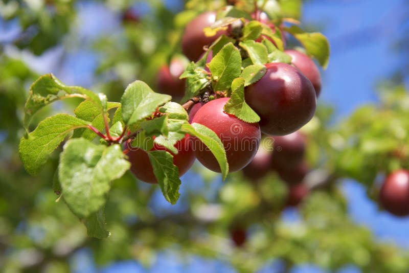 Het Groeien Van De Pruim Op De Boom Stock Foto - Image of roze, gezond ...