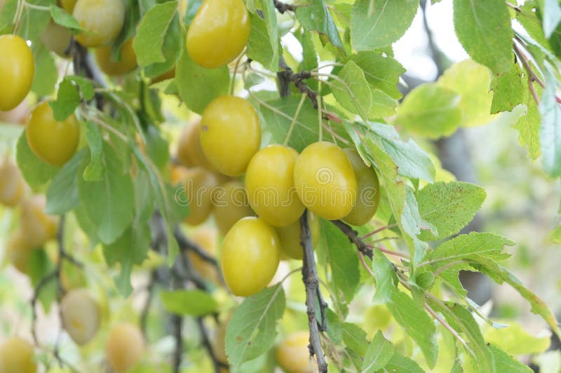 Pruimjam in Kruik, Jam Van Gele Pruimen Stock Afbeelding - Image of ...