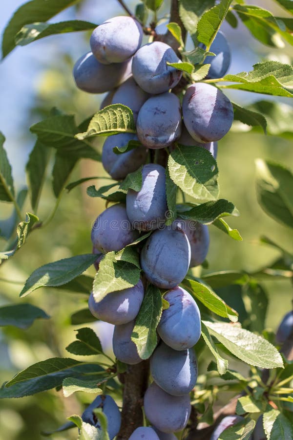 De Bloesems Van De Pruimboom Stock Foto - Image of mooi, knop: 40730524