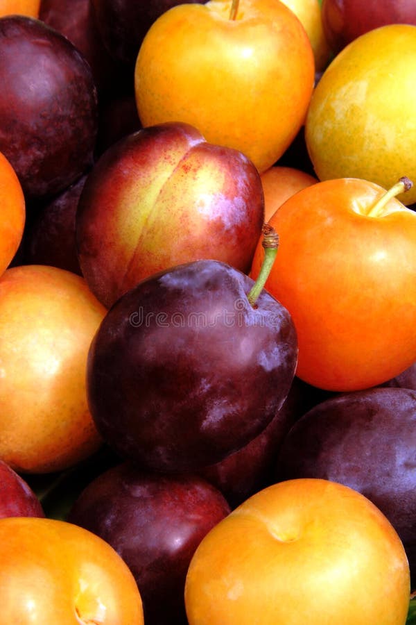 Pruimen stock afbeelding. Image of oogst, gezond, vruchten - 10124611
