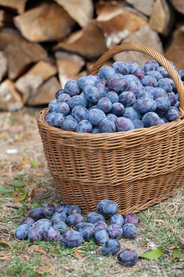 Pruimen in een mand stock foto. Image of mand, groot - 33408564