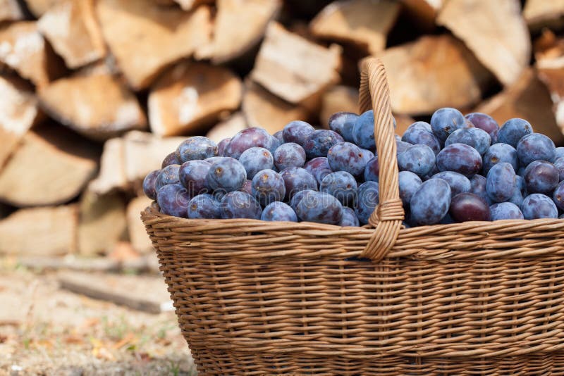 Pruimen in een mand stock afbeelding. Image of organisch - 71218279
