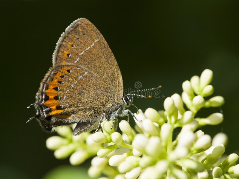 Pruimenpage, Black Hairstreak, Satyrium Pruni Stock Image - Image of ...