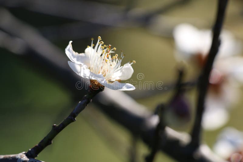 Prune Blanche Japonaise Sur Le Vert Photo stock - Image du pétale, beau ...